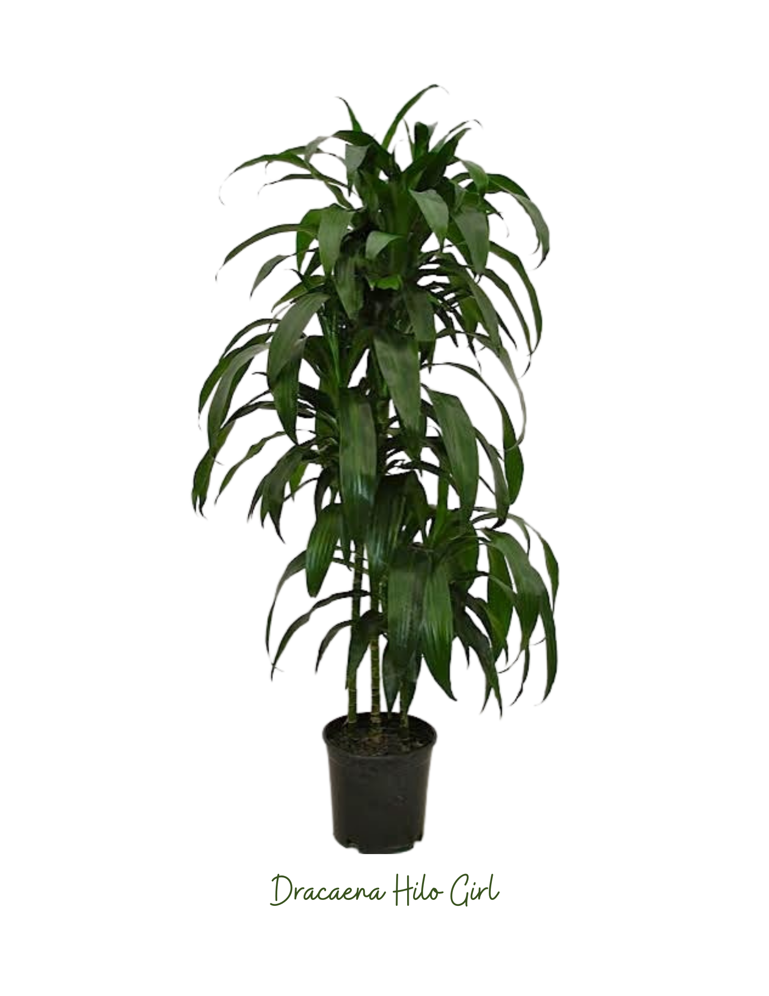 Service Plans and Leasing Options – Temecula Plantscape