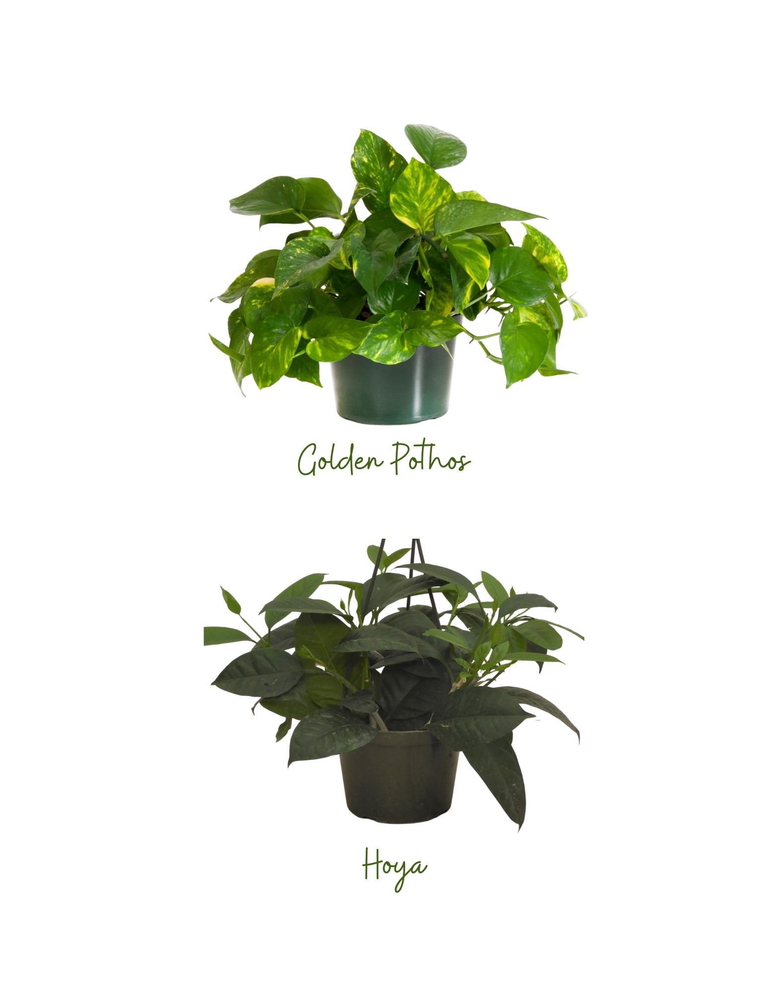 Service Plans and Leasing Options – Temecula Plantscape